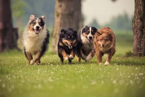 Play — Sniff Dog Hotel