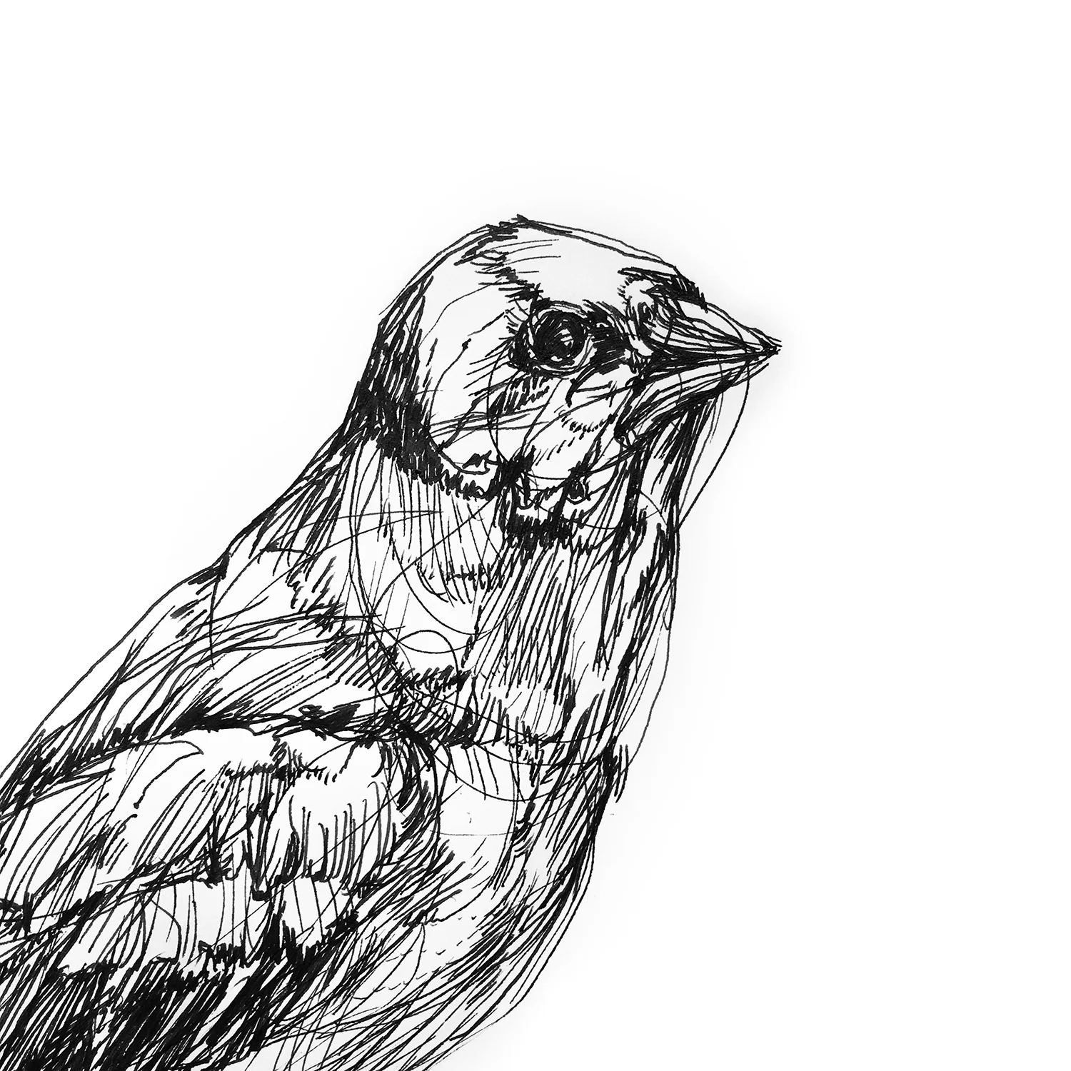 Natural History Collection — Melissa Carmon