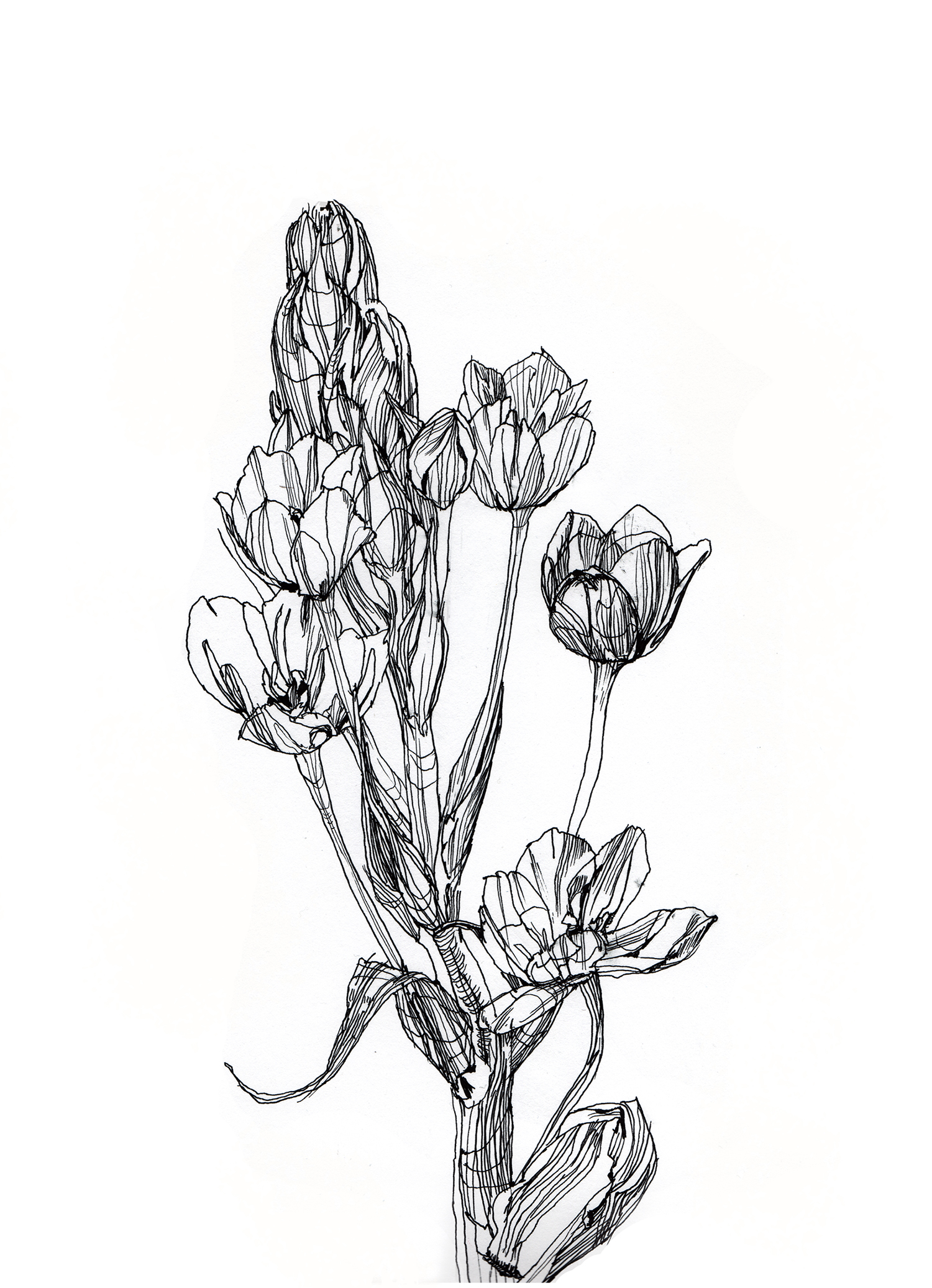 Natural History Collection — Melissa Carmon