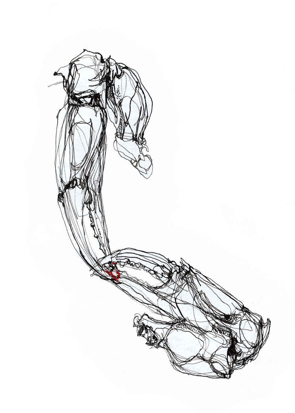 Natural History Collection — Melissa Carmon