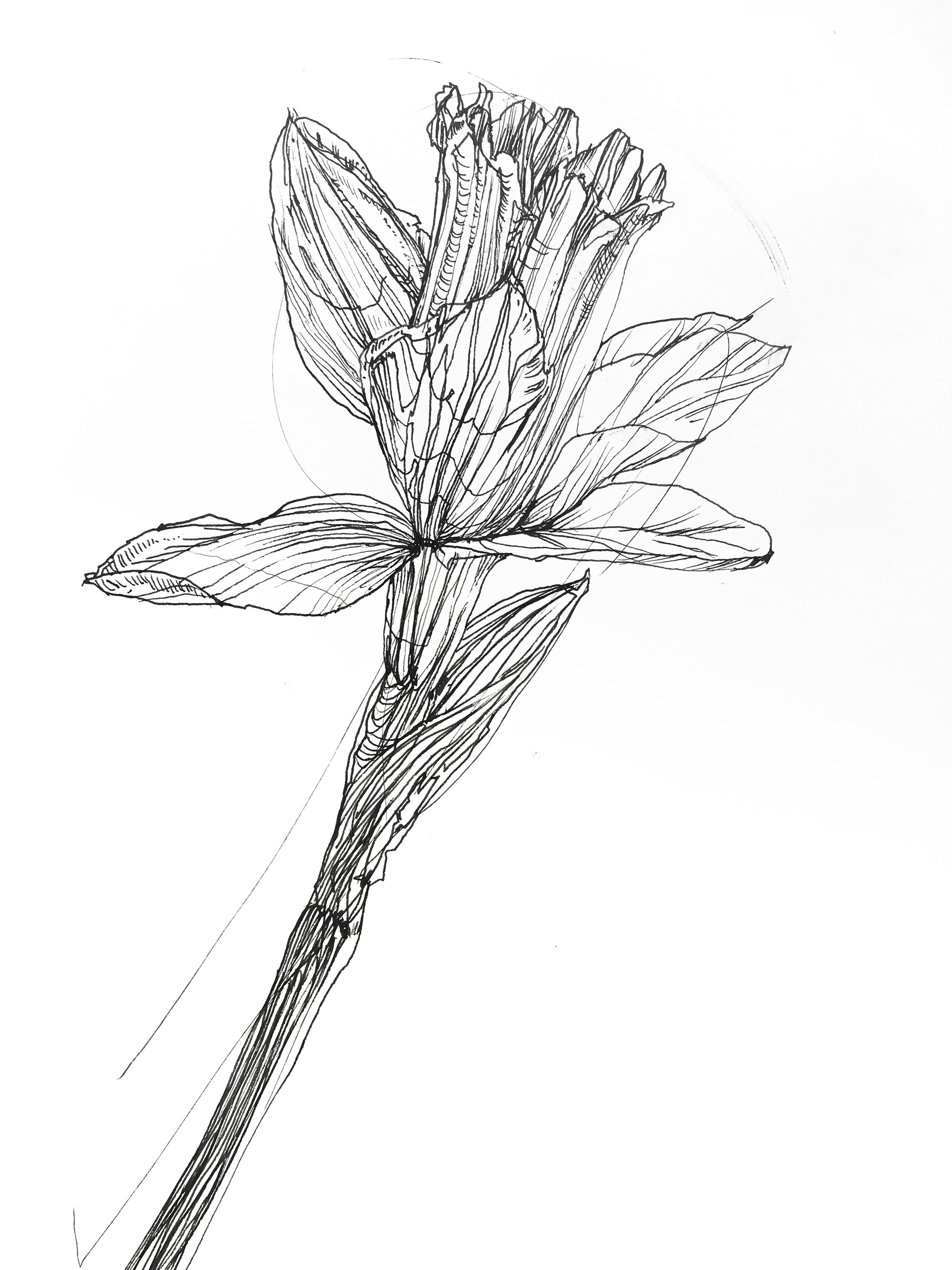 Natural History Collection — Melissa Carmon