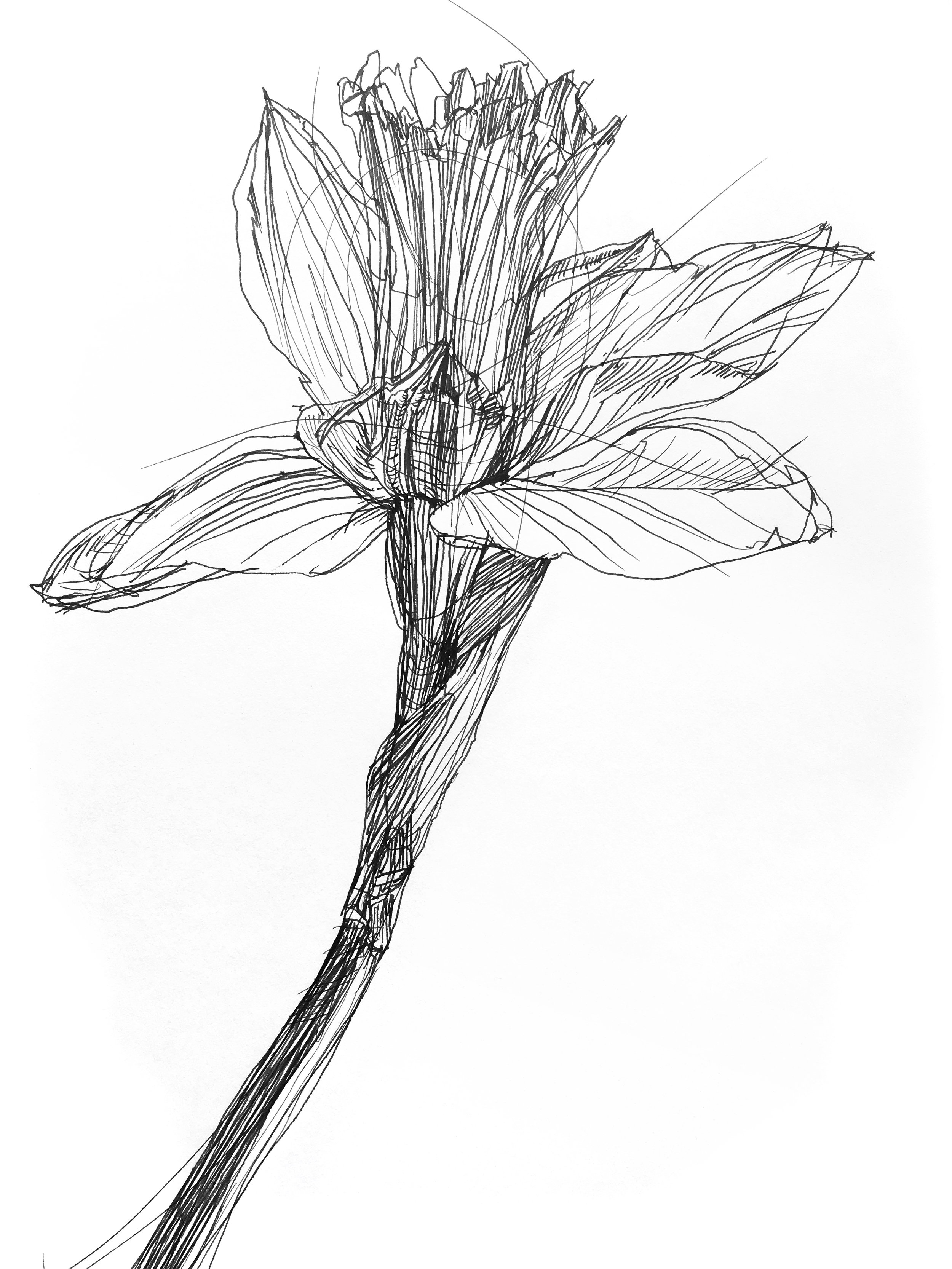 Natural History Collection — Melissa Carmon