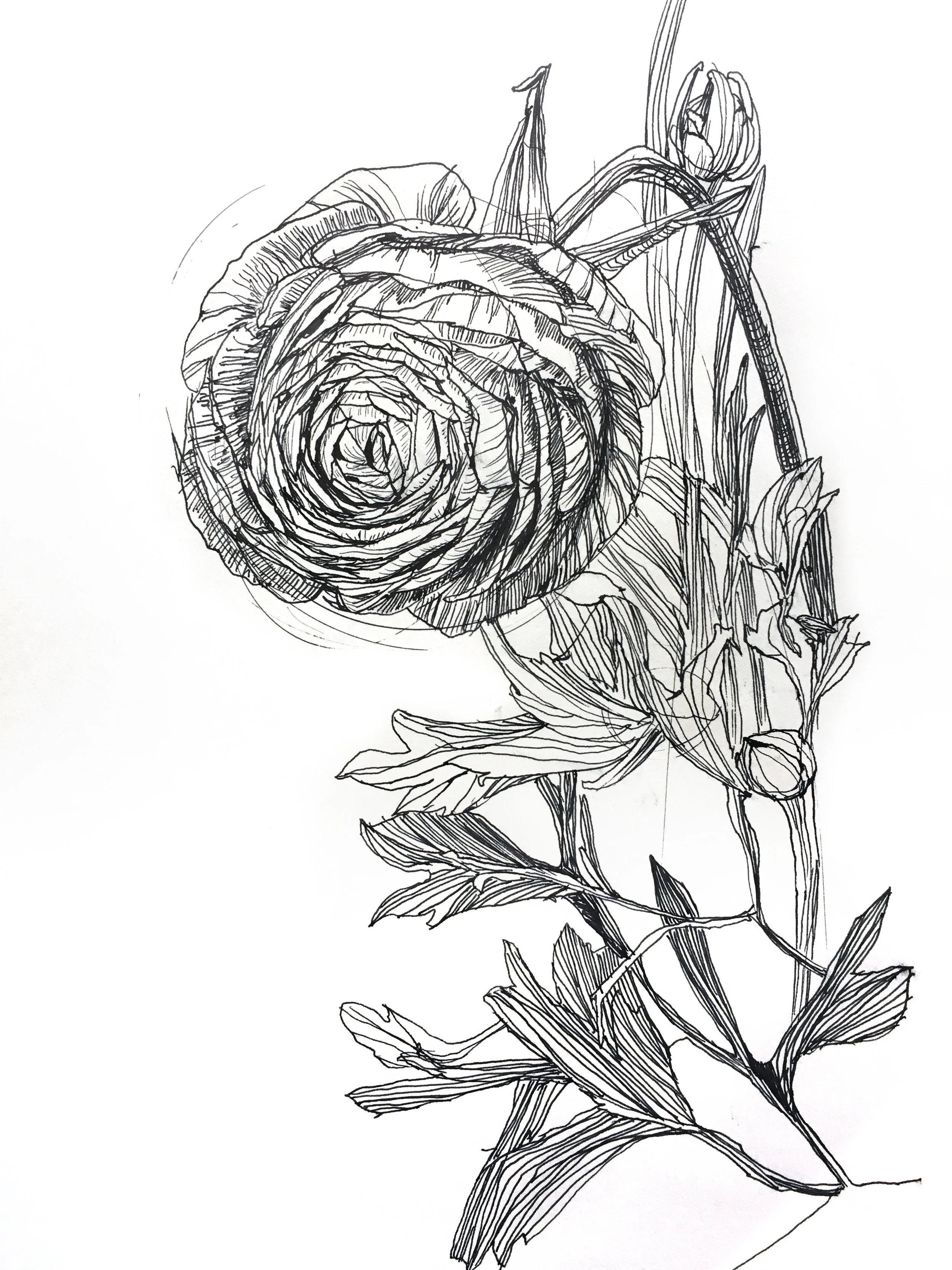 Natural History Collection — Melissa Carmon