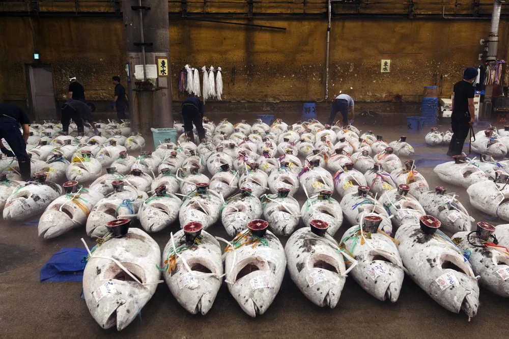 The Global Bluefin Tuna Trade — Lord K2