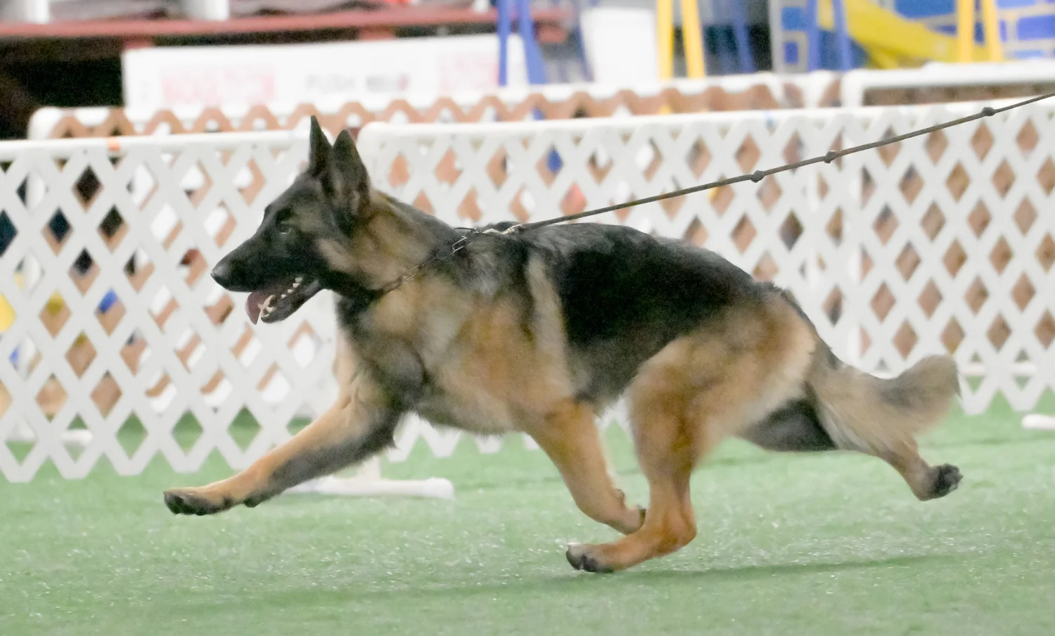 Dog Show Gallery — ken beatty