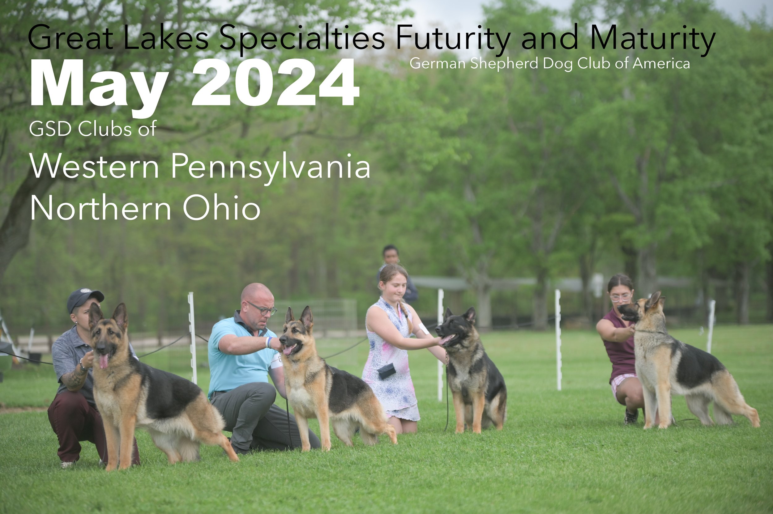 Dog Show Gallery — ken beatty