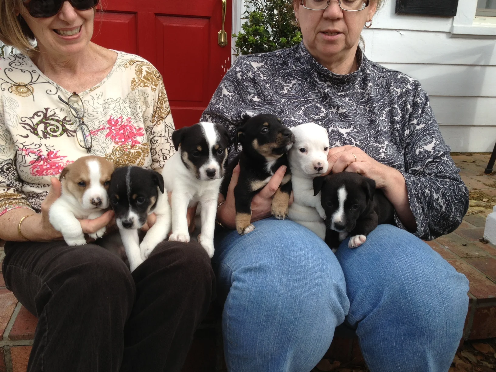 Foster — Friends Of Jacksonville Animals