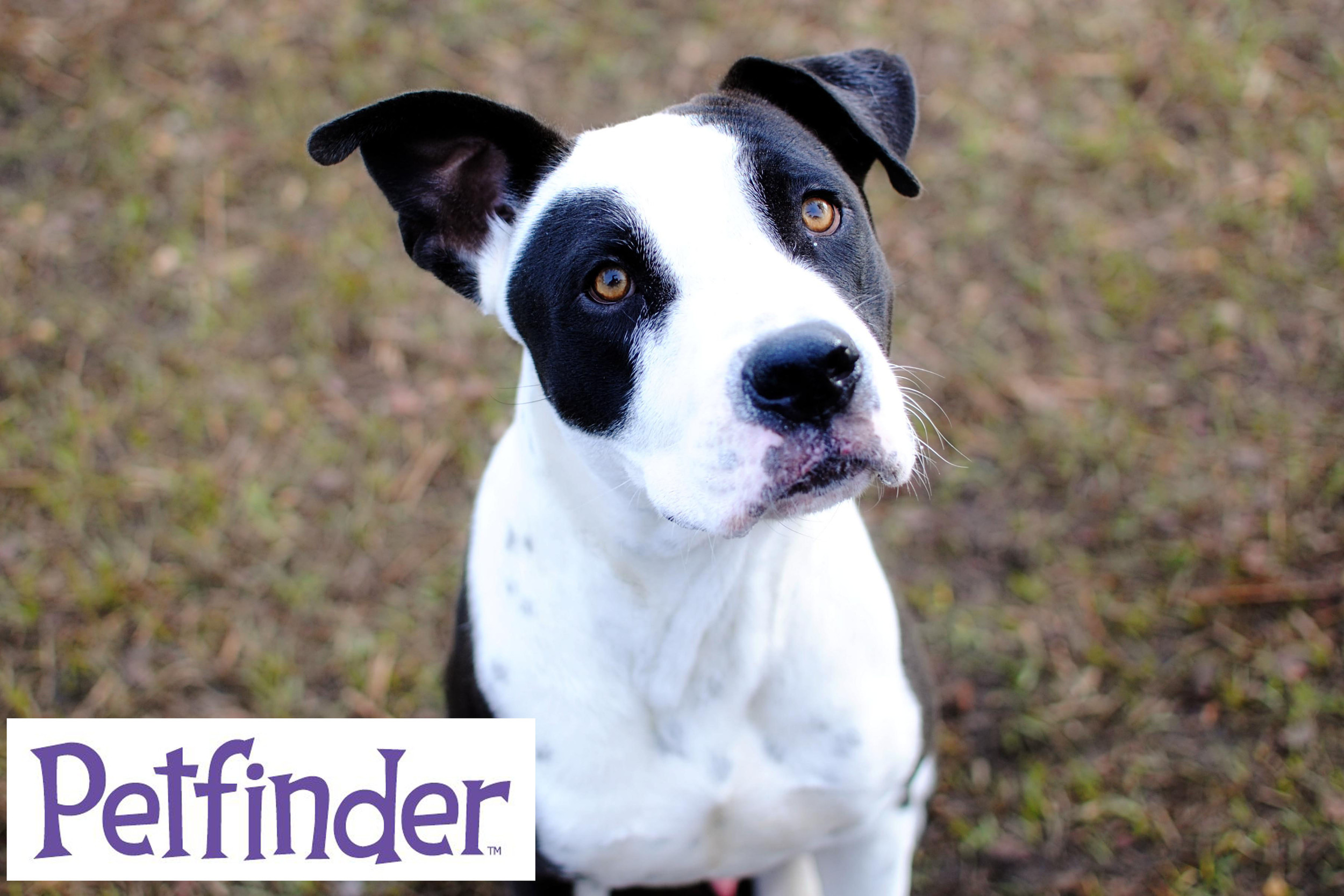 Adopt — Friends Of Jacksonville Animals