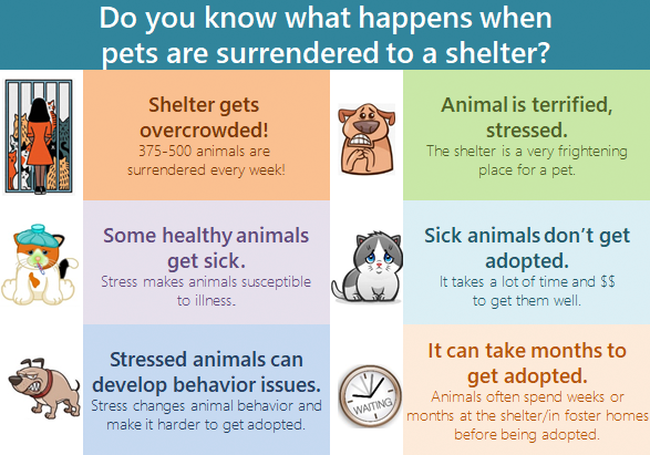 Rehoming a pet — Friends Of Jacksonville Animals