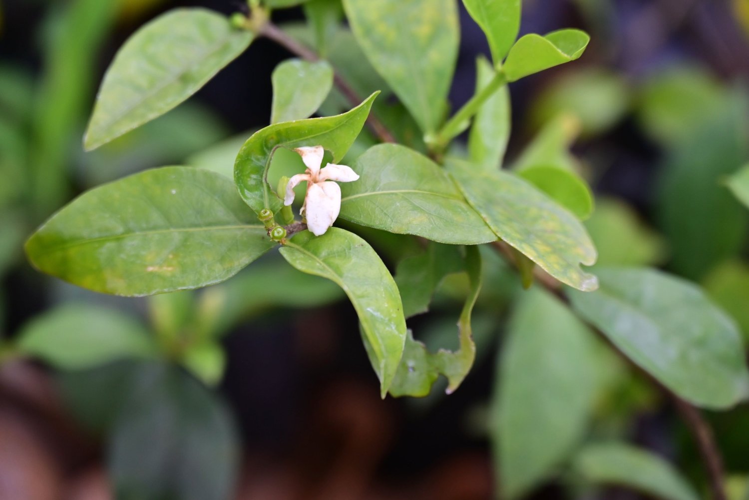 Coffeea Travencorensis: one of India’s Native Coffee Species — This Side Up