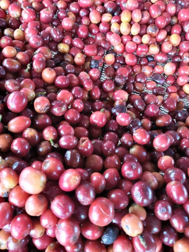 Kenya Sakami — This Side Up