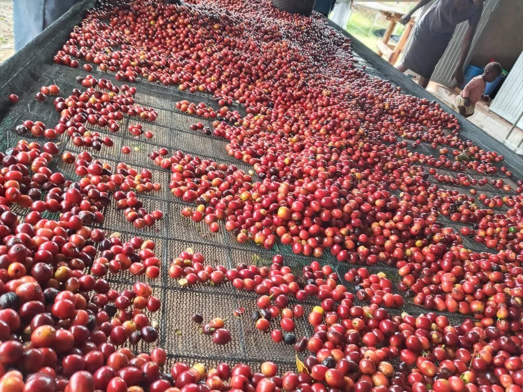 Kenya Sakami — This Side Up