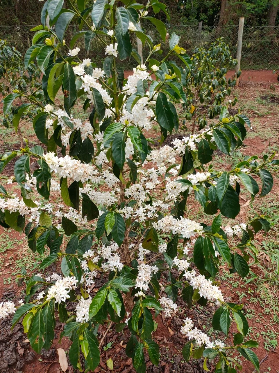 Kenya Sakami — This Side Up