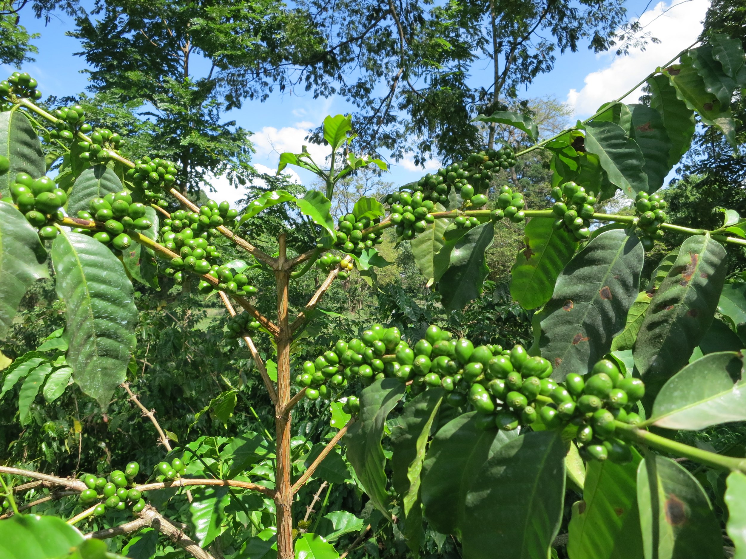 Tanzania Wanza — This Side Up