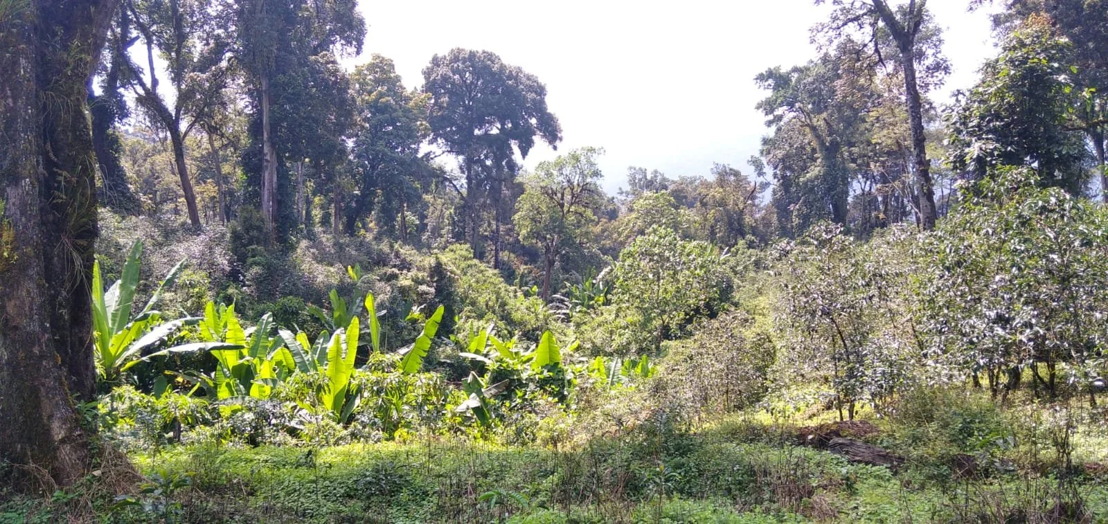 Sheka — This Side Up