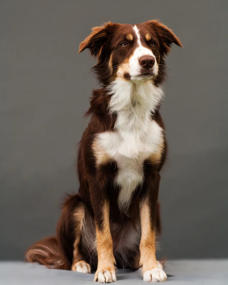 Saddleback Sable Border Collie