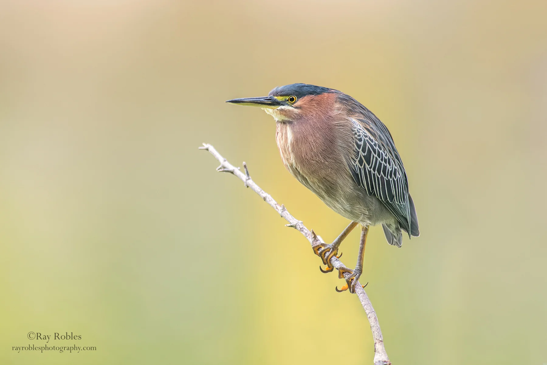 Cayman Islands — Bird Photography