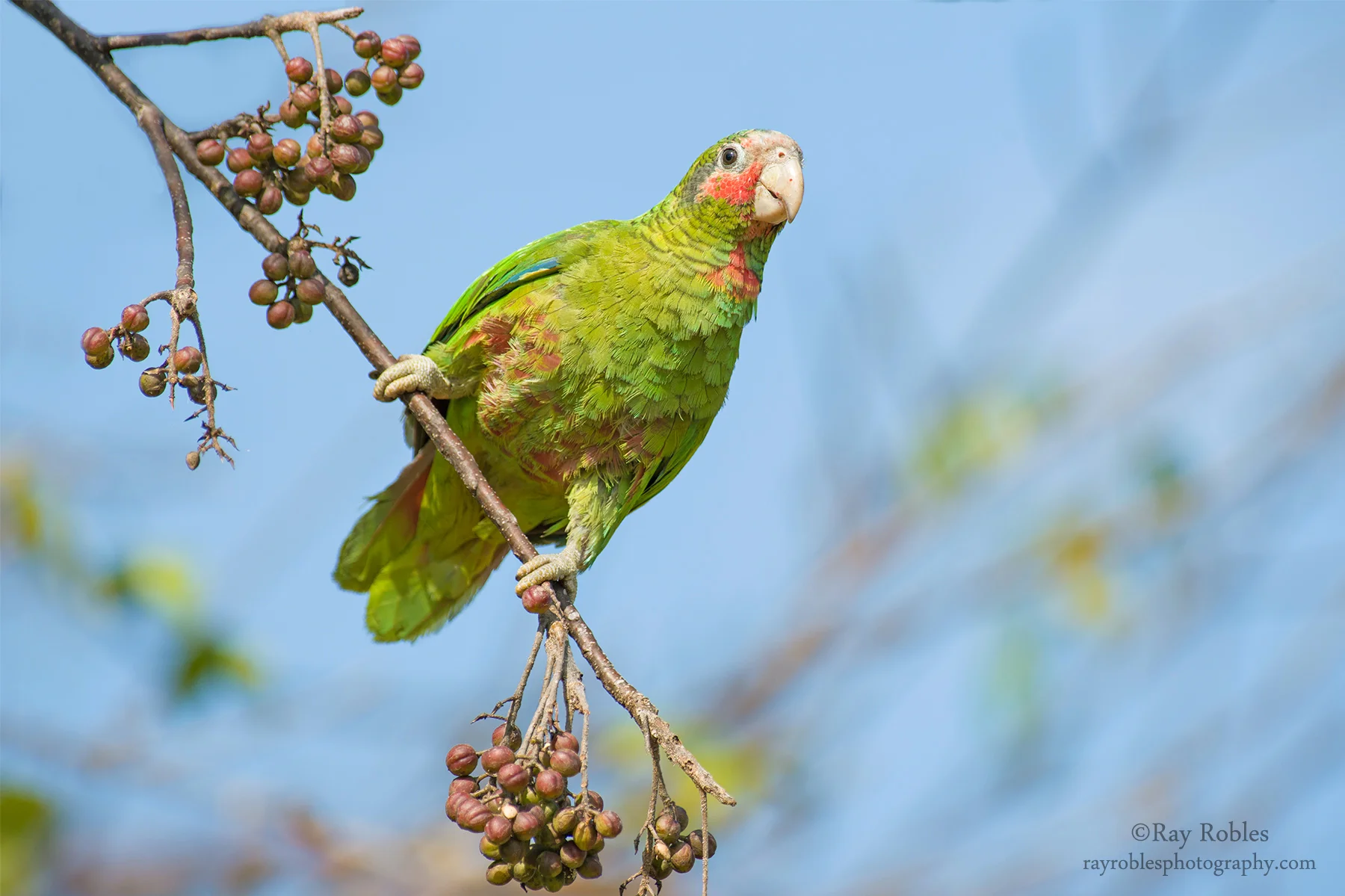 Cayman Islands — Bird Photography