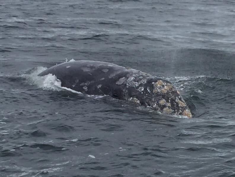 Eastern North Pacific Grey Whale — Coastside Land Trust