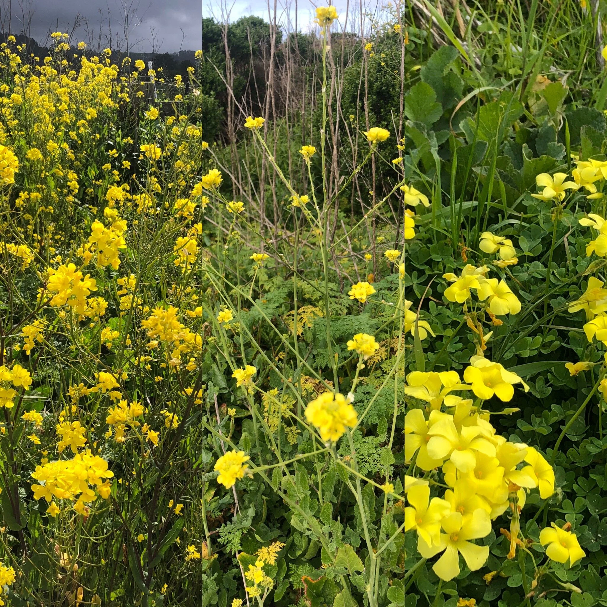 Names Of Yellow Flowers