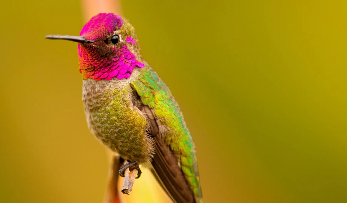 Anna's Hummingbird — Coastside Land Trust