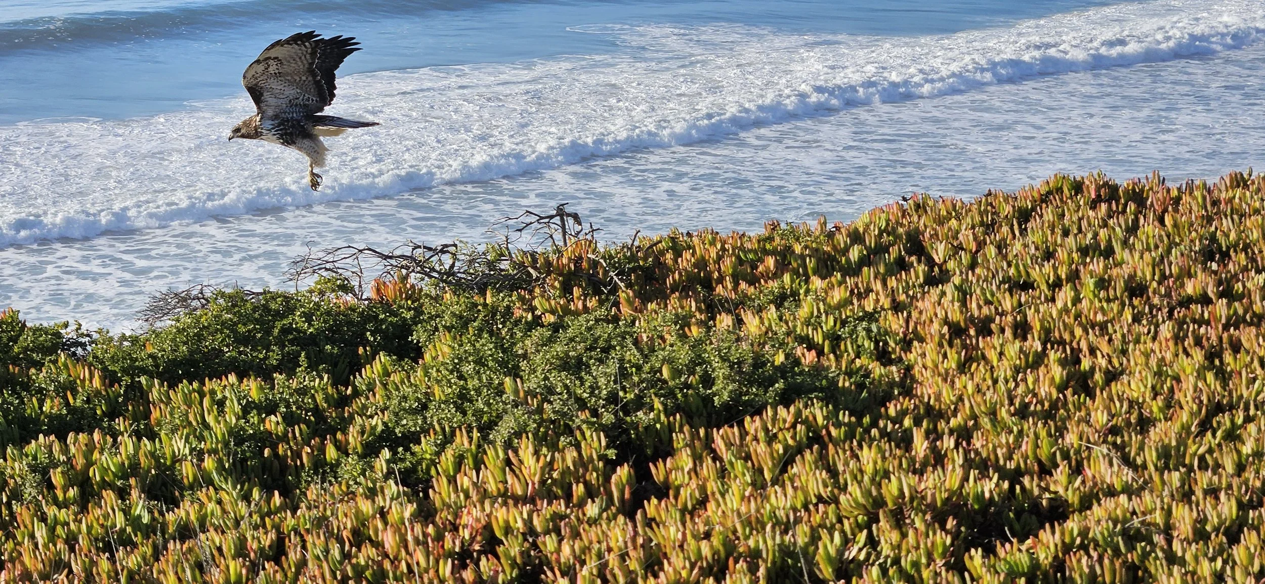 A Hawk on the Hunt at Wavecrest — Coastside Land Trust