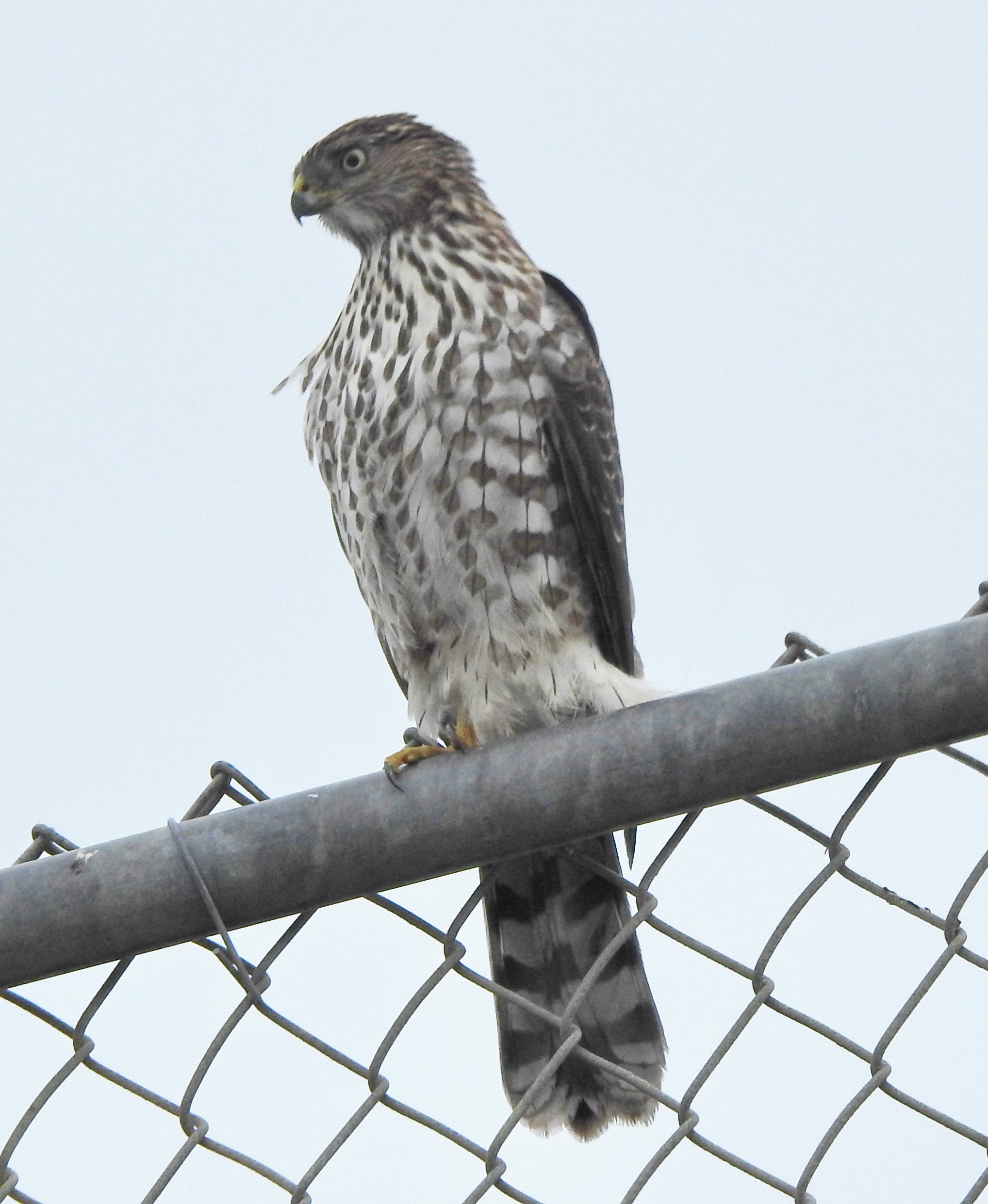 Wavecrest Raptor Walk Report — Coastside Land Trust