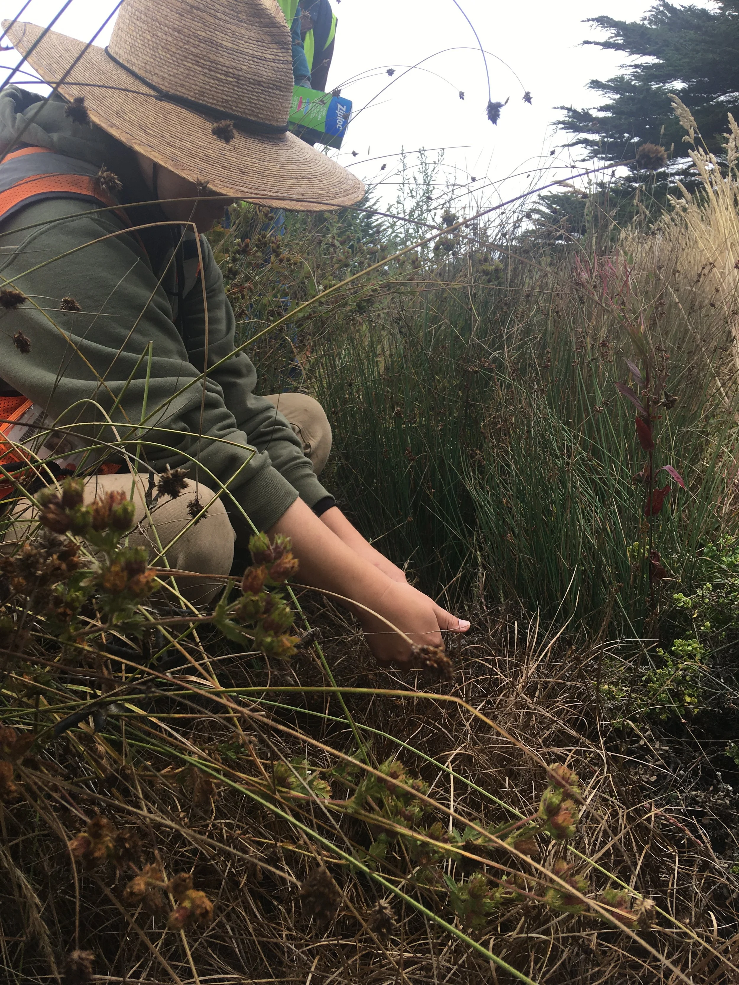 Wavecrest Trail Extension — Coastside Land Trust