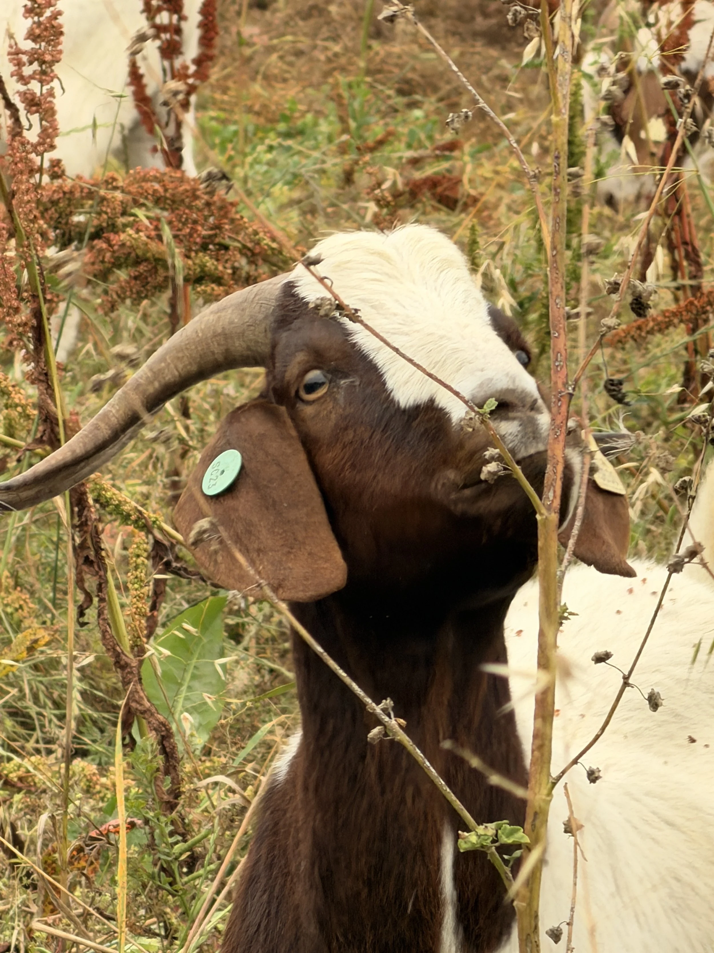 What a Morning! Thank You for Joining the Running of the Goats ...