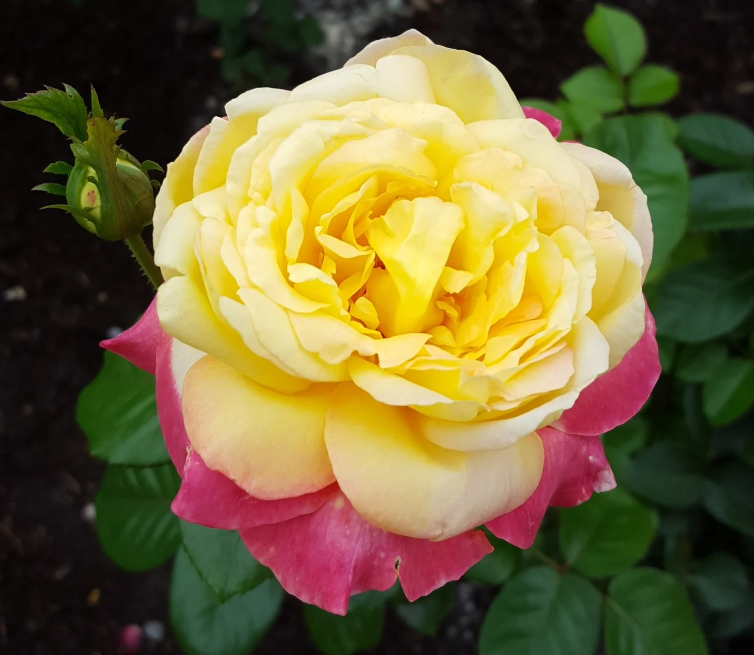 For the Love of Roses — PHILLIPS GARDEN