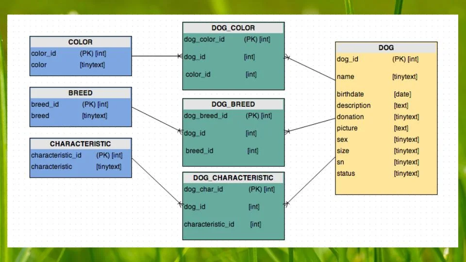 Dog Adoption Database — Erin Donohue