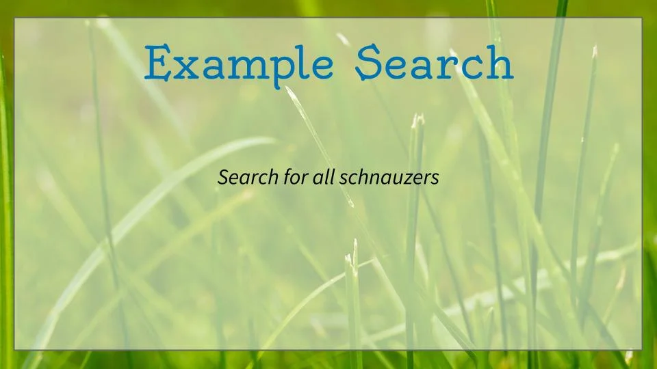 Dog Adoption Database — Erin Donohue