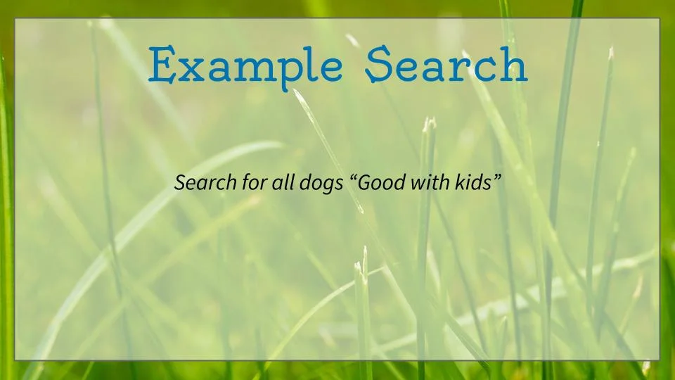 Dog Adoption Database — Erin Donohue