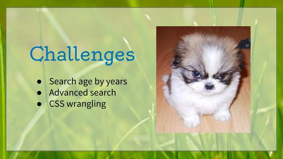 Dog Adoption Database — Erin Donohue