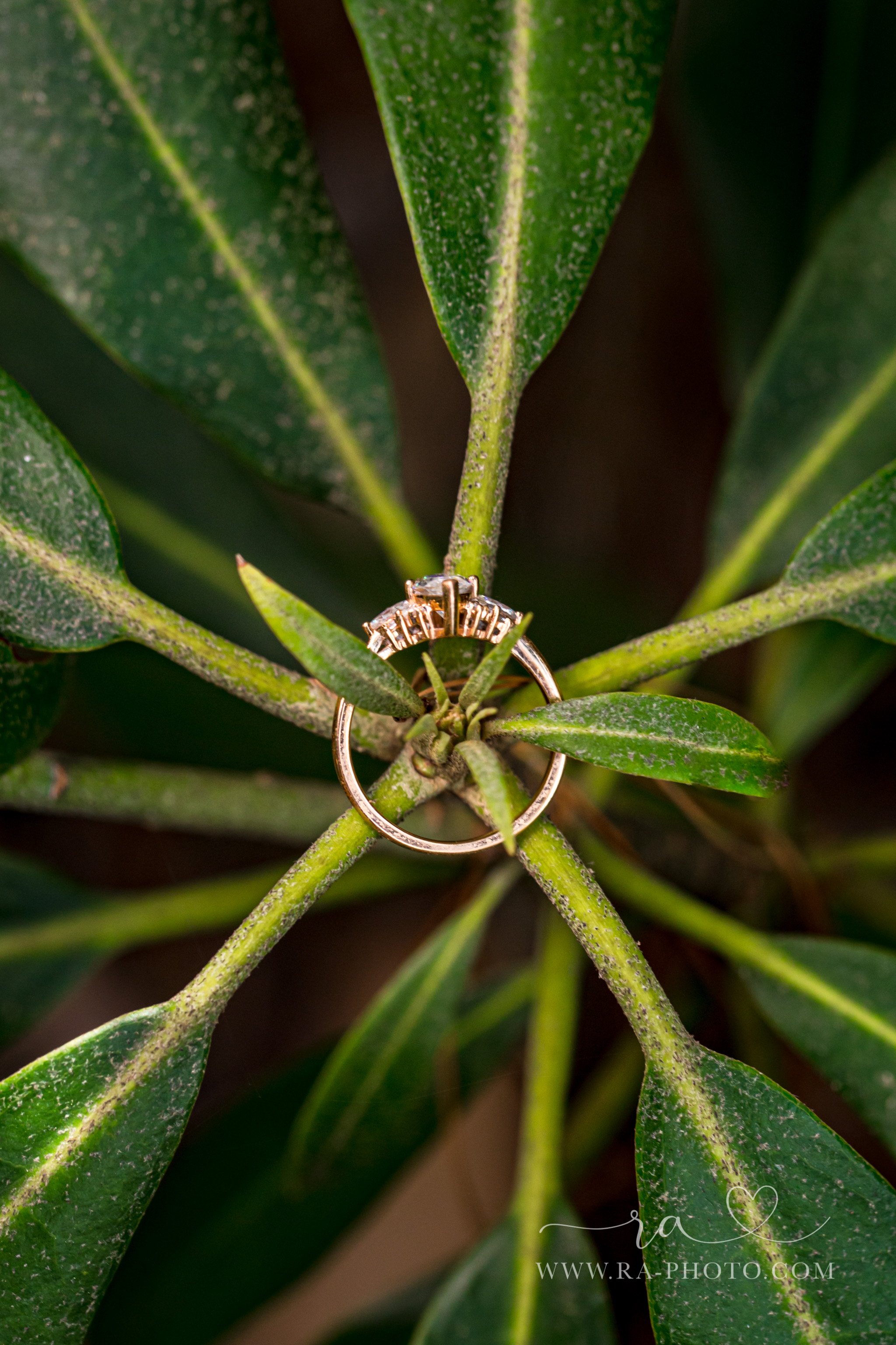 ENGAGEMENT - Kurt + Kristen, Cook Forest PA — Rachel Anne's Photography