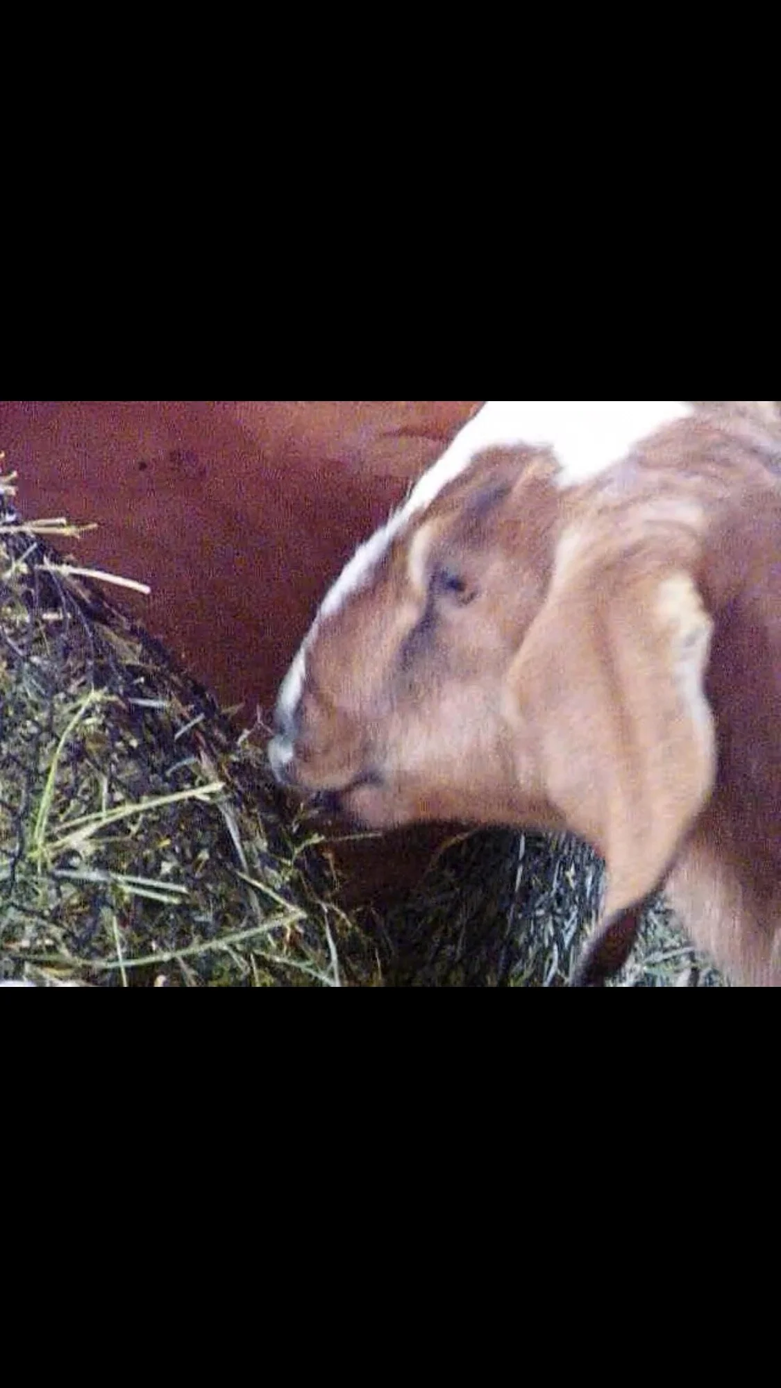 Handy Hay Nets Save you TIME, MONEY & HAY so you can go PLAY