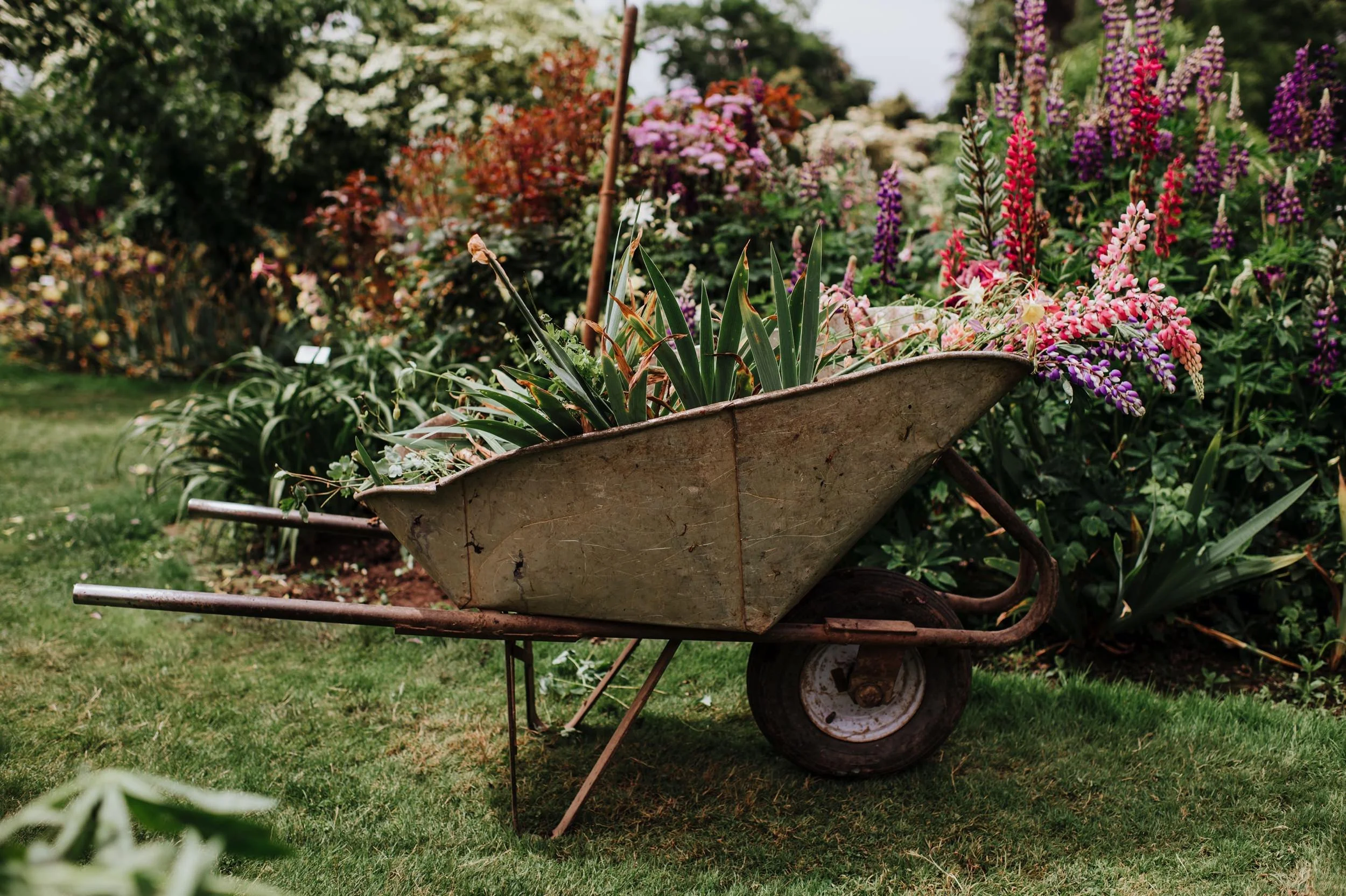 Colorful Iris farm anniversary session | Veronkia + Daniel — Karina ...