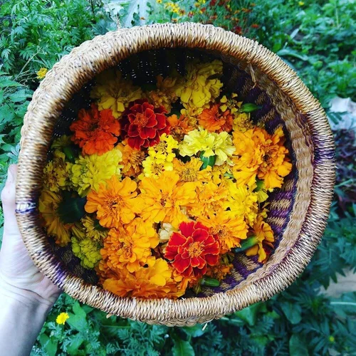 Five Flowers For Inks & Dyes — Plants & Colour