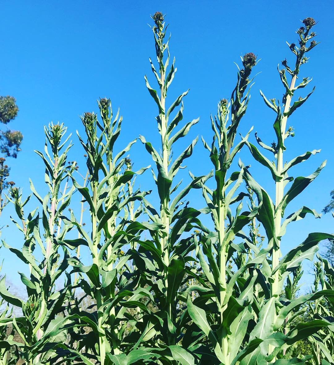 Five Ways To Work With Woad — Plants & Colour
