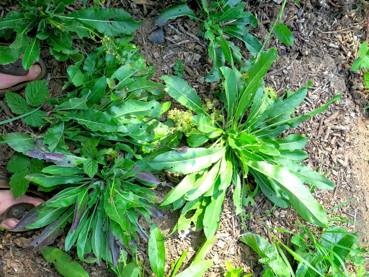 Five Ways To Work With Woad — Plants & Colour