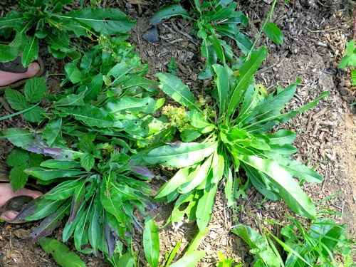 Five Ways To Work With Woad — Plants & Colour