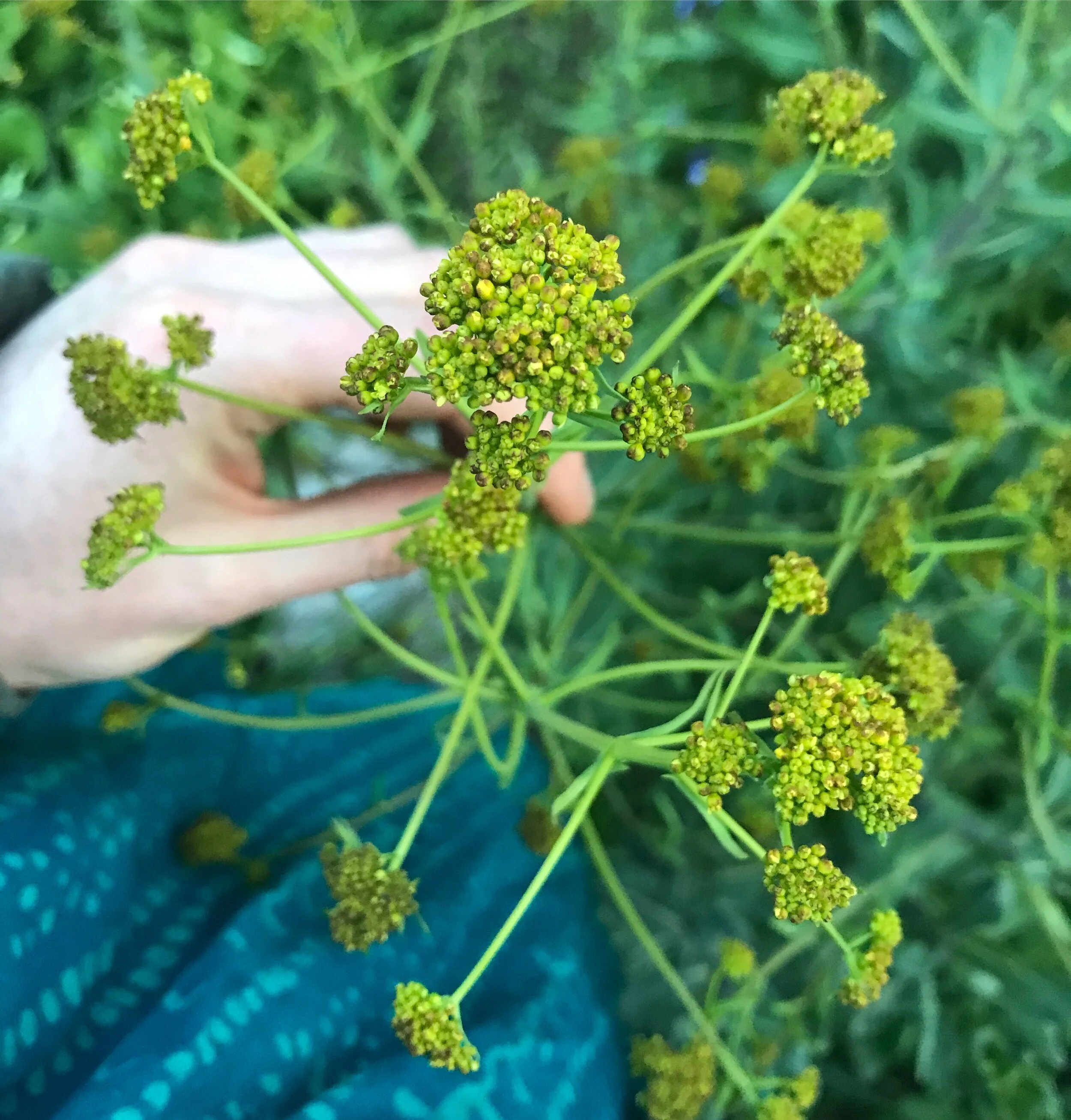 Five Ways To Work With Woad — Plants & Colour