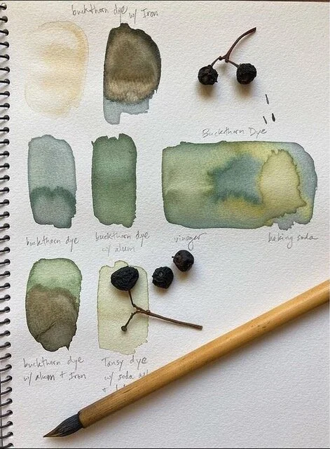 Carolyn Sweeney / Strata Ink — Plants & Colour
