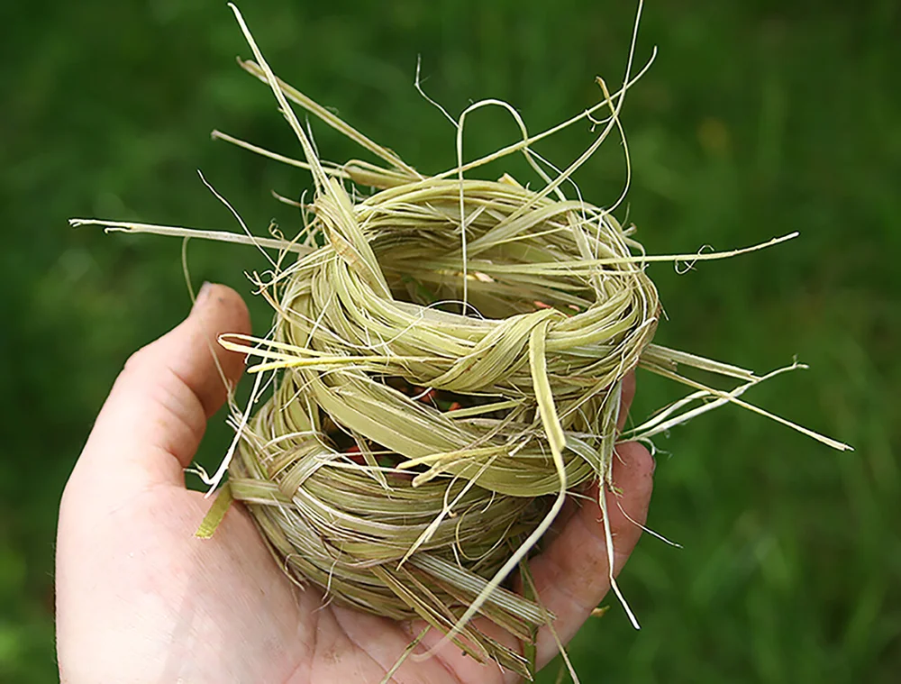 Alice Fox — Plants & Colour