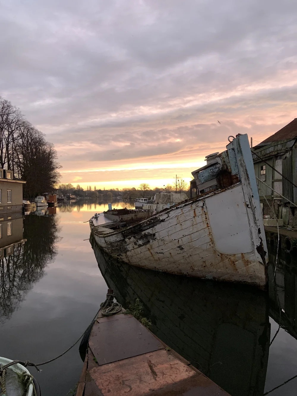 Caroline Ross — Plants & Colour