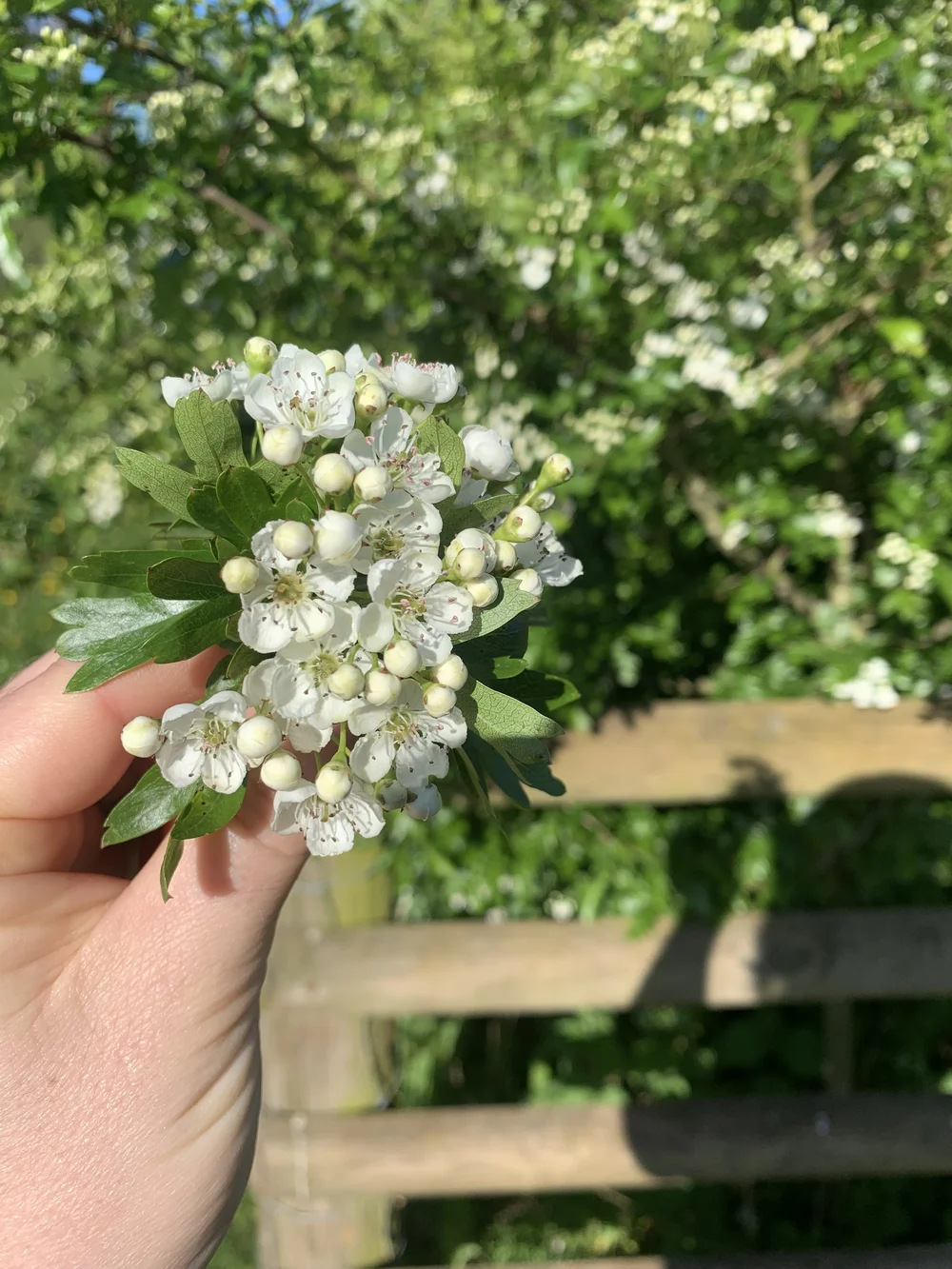 The Celtic Wheel of the Year: Botanical Ink-making, Ritual and Folklore ...