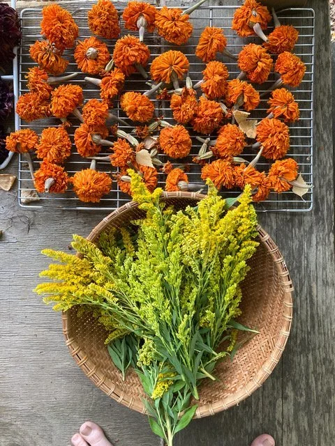 Natural Colour Making For Artists — Plants & Colour