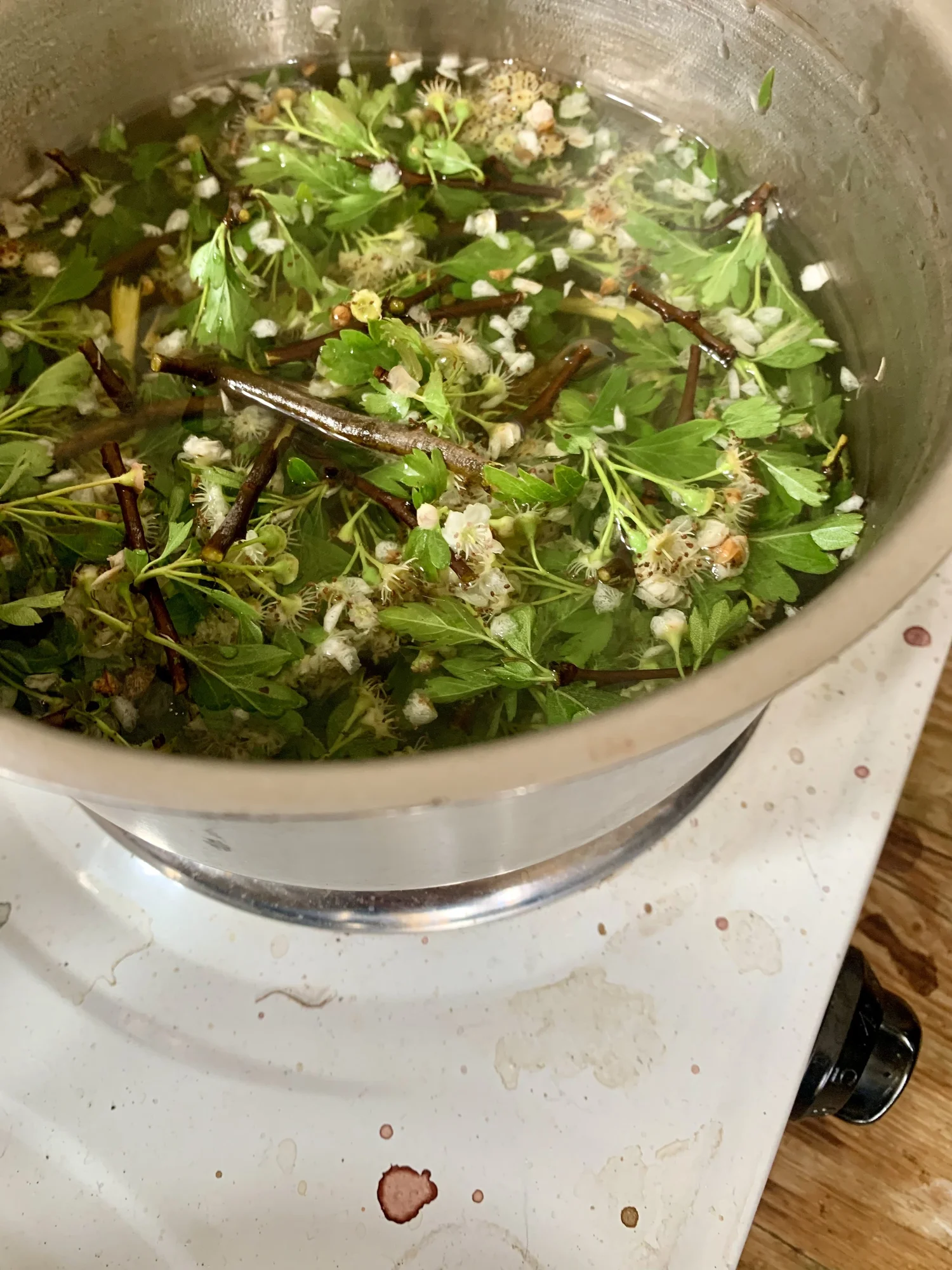 The Celtic Wheel of the Year: Botanical Ink-making, Ritual and Folklore ...