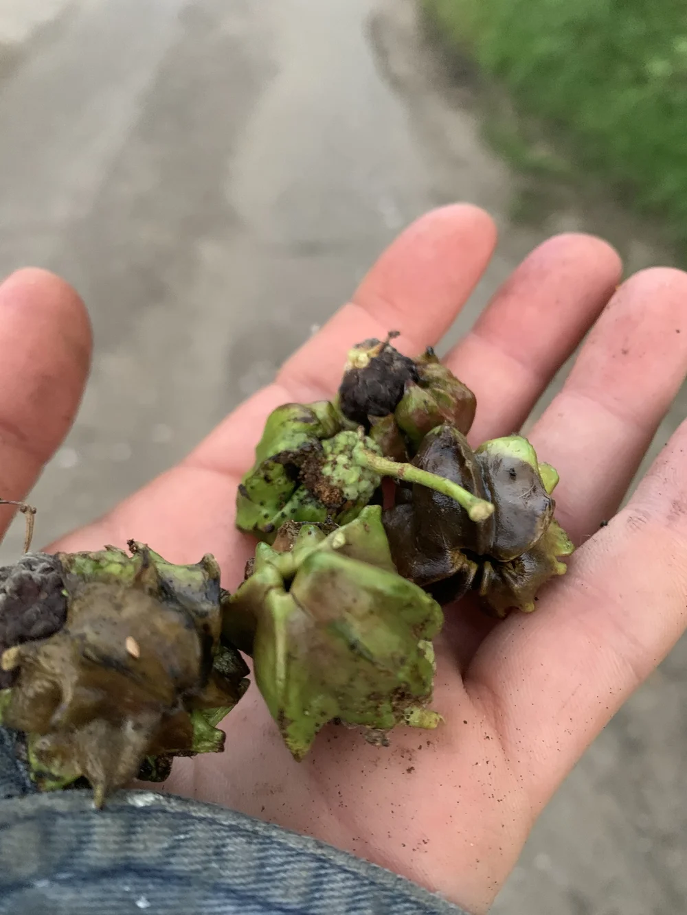 The Celtic Wheel of the Year: Botanical Ink-making, Ritual and Folklore ...