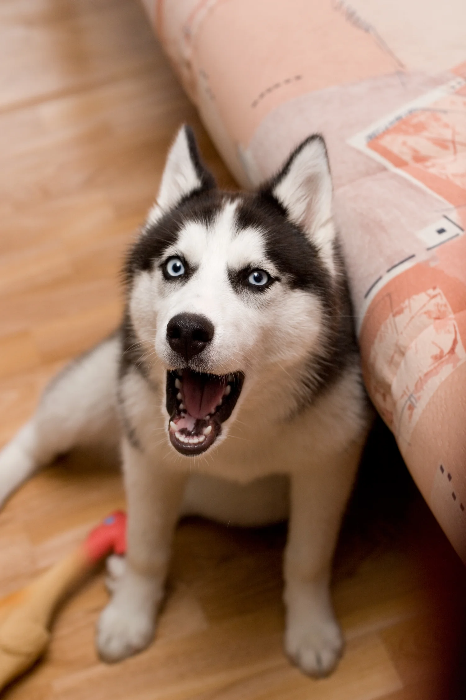 Cause or Symptom? How Dog Trainers Choose a Treatment Plan — Dog ...